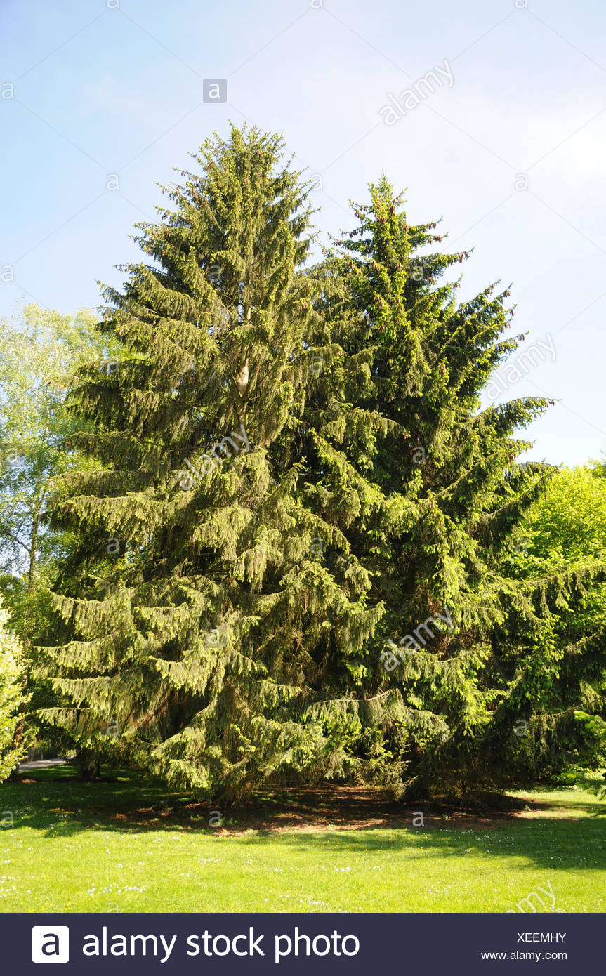 Norway Spruce Branches High Resolution Stock Photography and Images - Alamy
