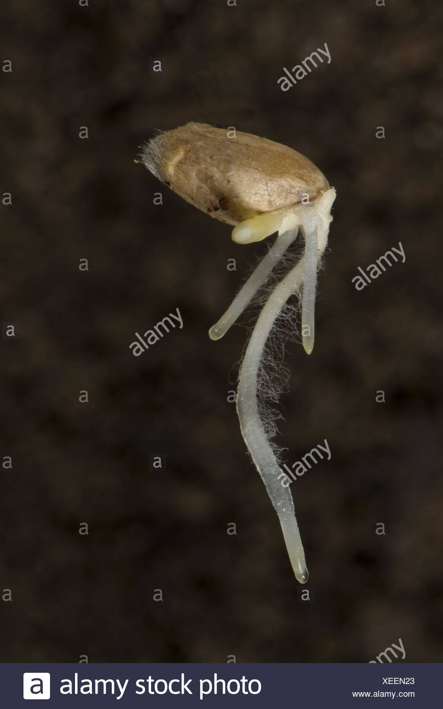 Germinating Wheat Seed Root Radicle High Resolution Stock Photography ...