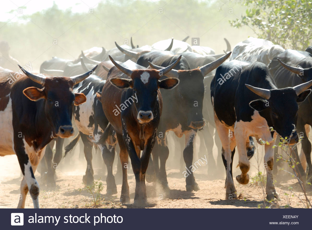 Nguni Cattle Stock Photos & Nguni Cattle Stock Images - Alamy