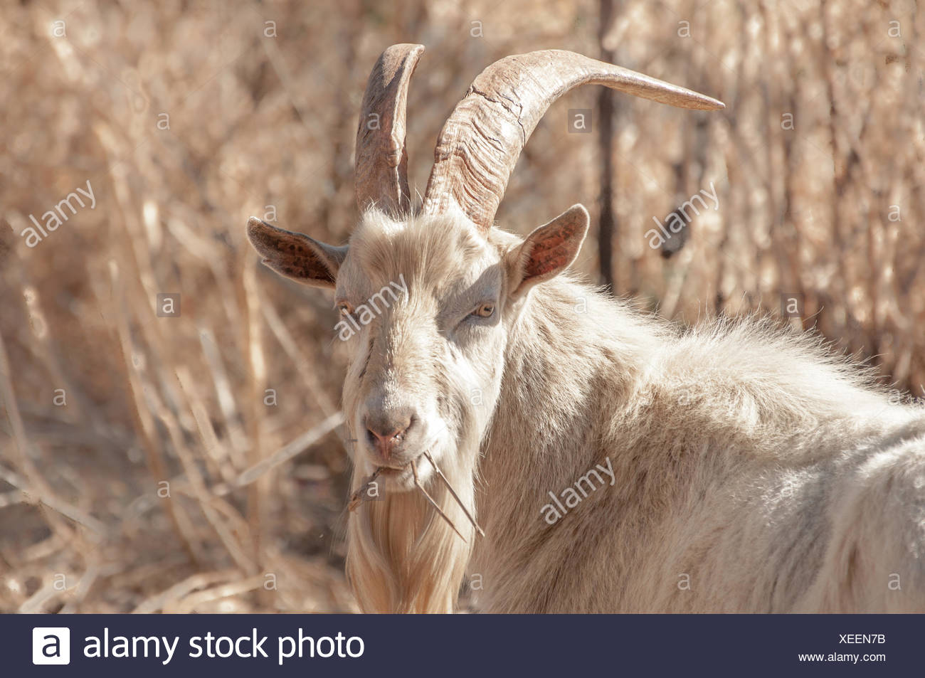 Big Billy Goat Stock Photos & Big Billy Goat Stock Images - Alamy
