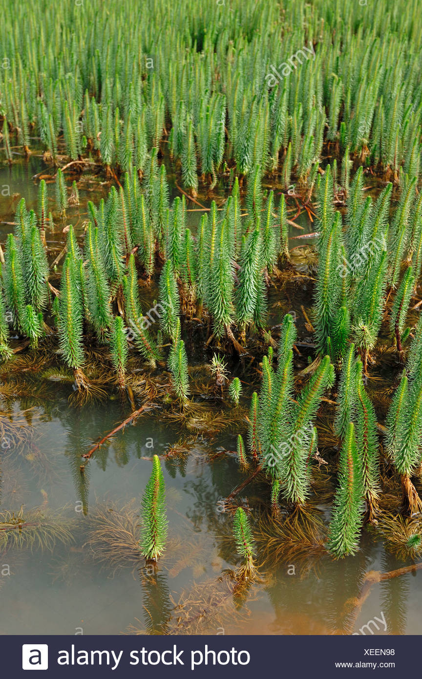 Common Marestail High Resolution Stock Photography and Images - Alamy