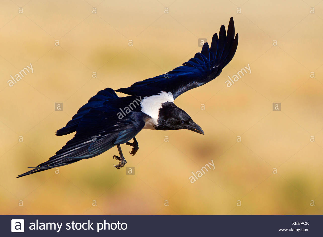 High Angle View Raven Flying High Resolution Stock Photography and ...
