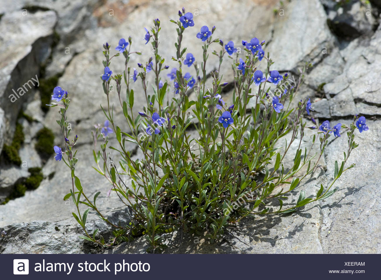 Rock Speedwell Veronica Fruticans High Resolution Stock Photography and ...