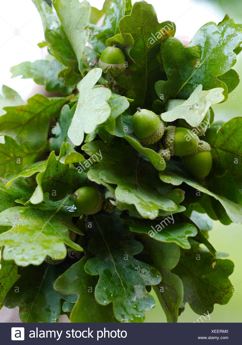 Acorns Oak Leaves High Resolution Stock Photography and Images - Alamy