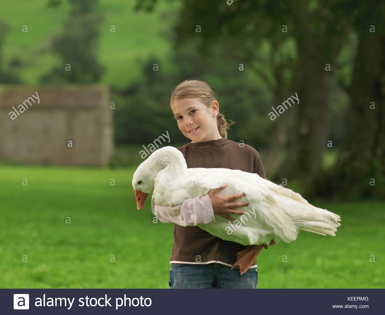 Farm Goose High Resolution Stock Photography and Images - Alamy
