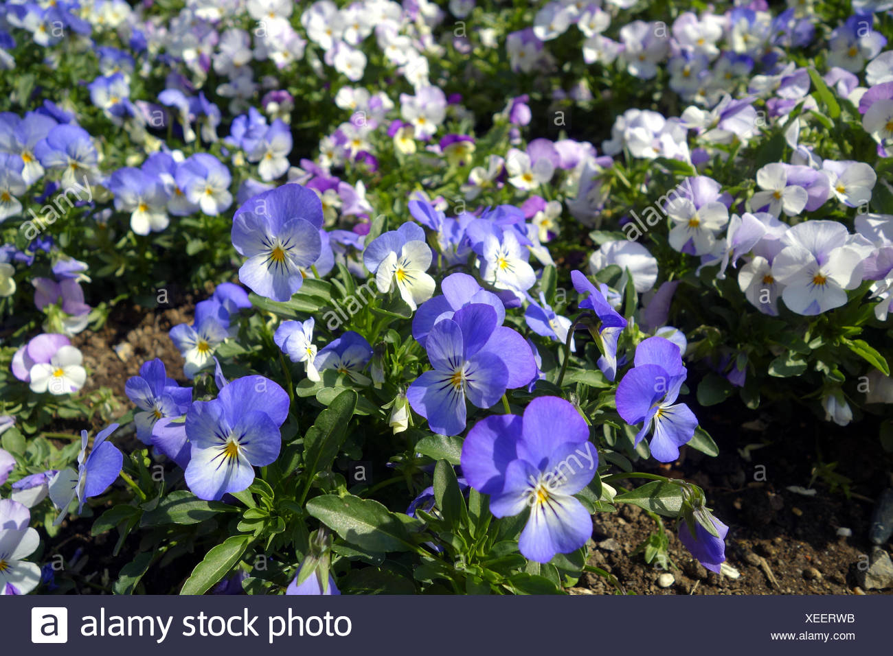 Viola Tricolor Subsp Arvensis High Resolution Stock Photography and ...