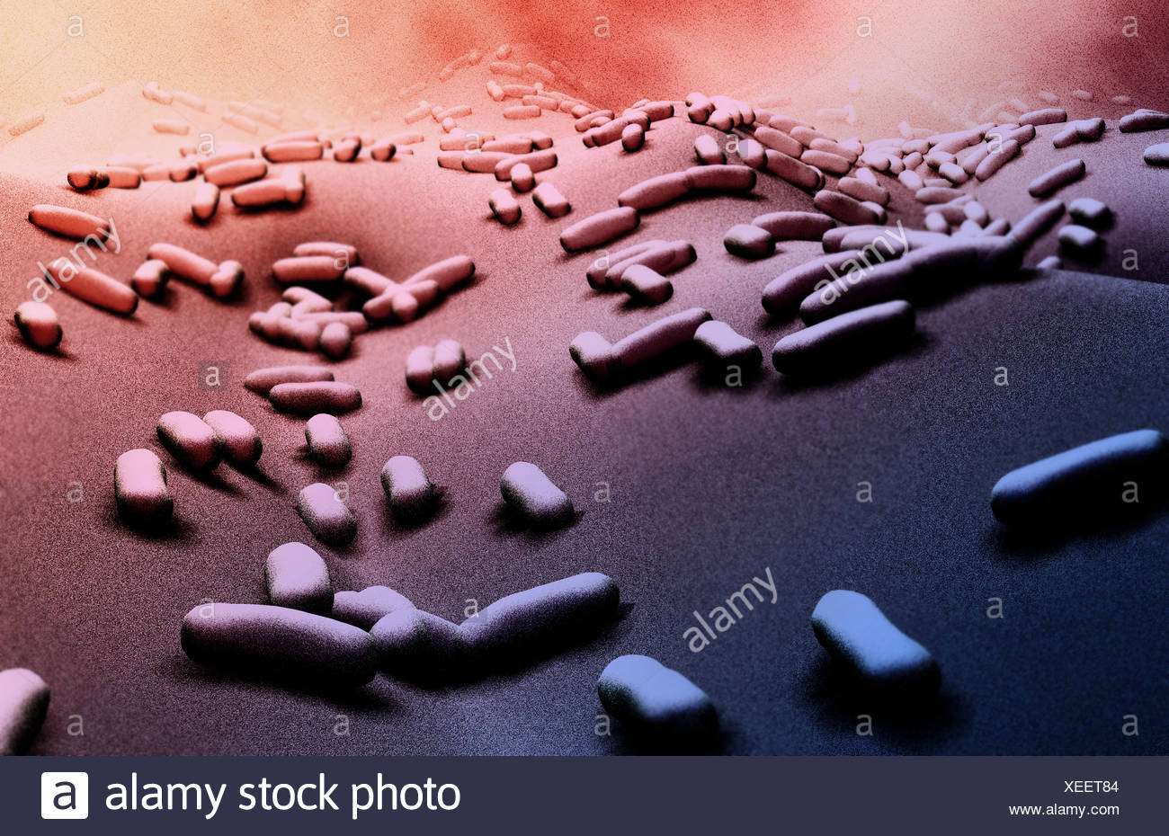 Bacillus Cereus Bacteria Illustration High Resolution Stock Photography ...