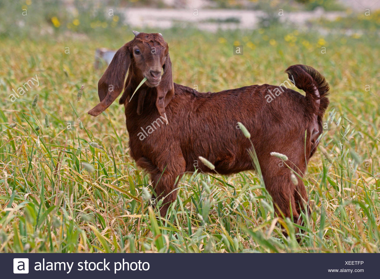 Cyprus Goats High Resolution Stock Photography and Images - Alamy