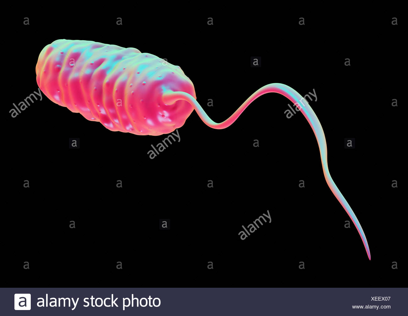 Vibrio Cholerae Life Cycle