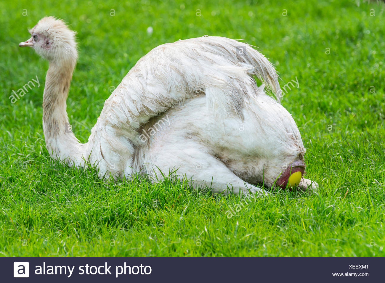 Egg Laying Birds High Resolution Stock Photography and Images - Alamy