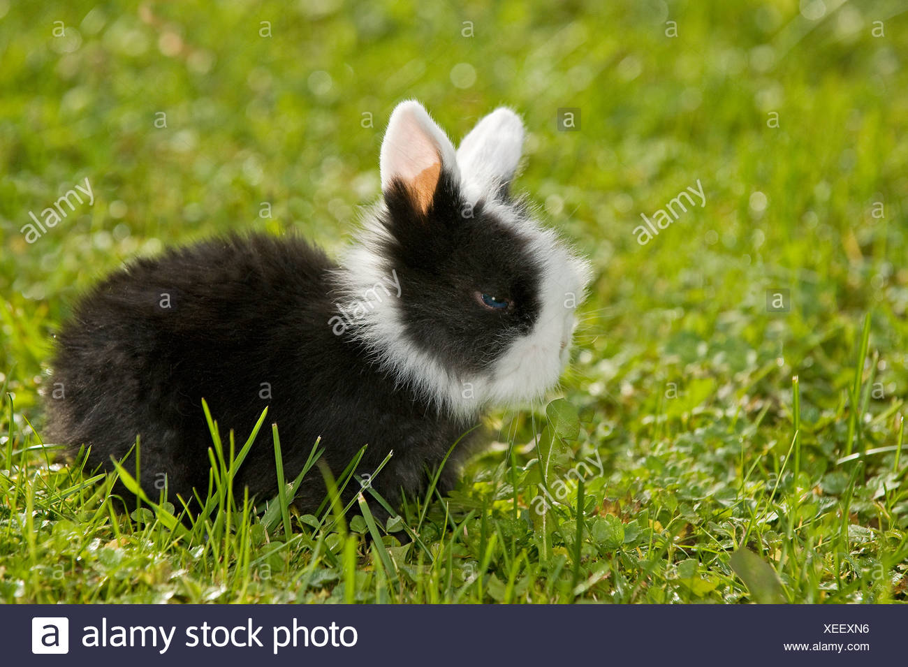 Teddy Dwarf Rabbits High Resolution Stock Photography and Images - Alamy