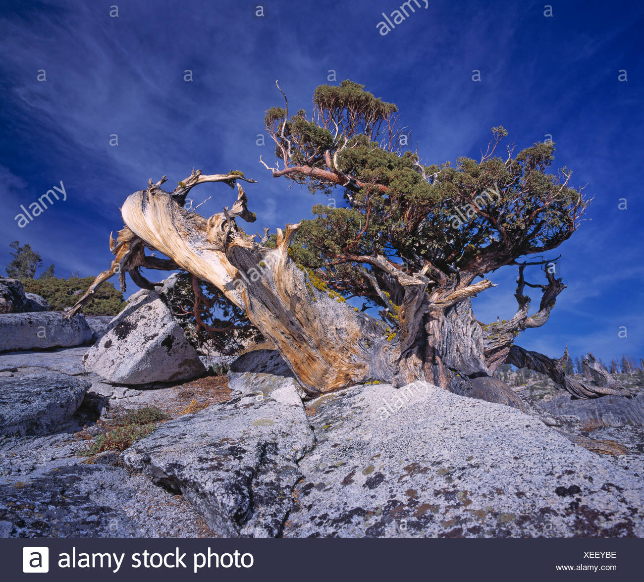 Western Juniper High Resolution Stock Photography and Images - Alamy