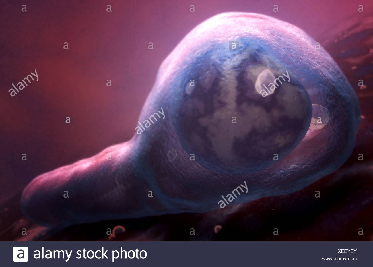 Clostridium Tetani Bacteria High Resolution Stock Photography and ...