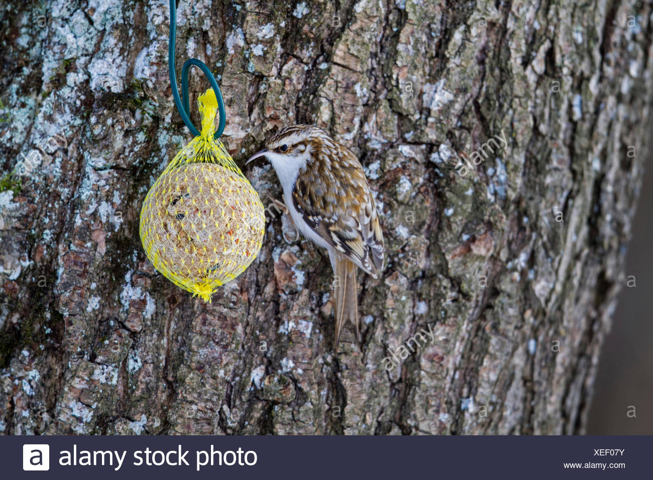 Fat Plant High Resolution Stock Photography and Images - Alamy