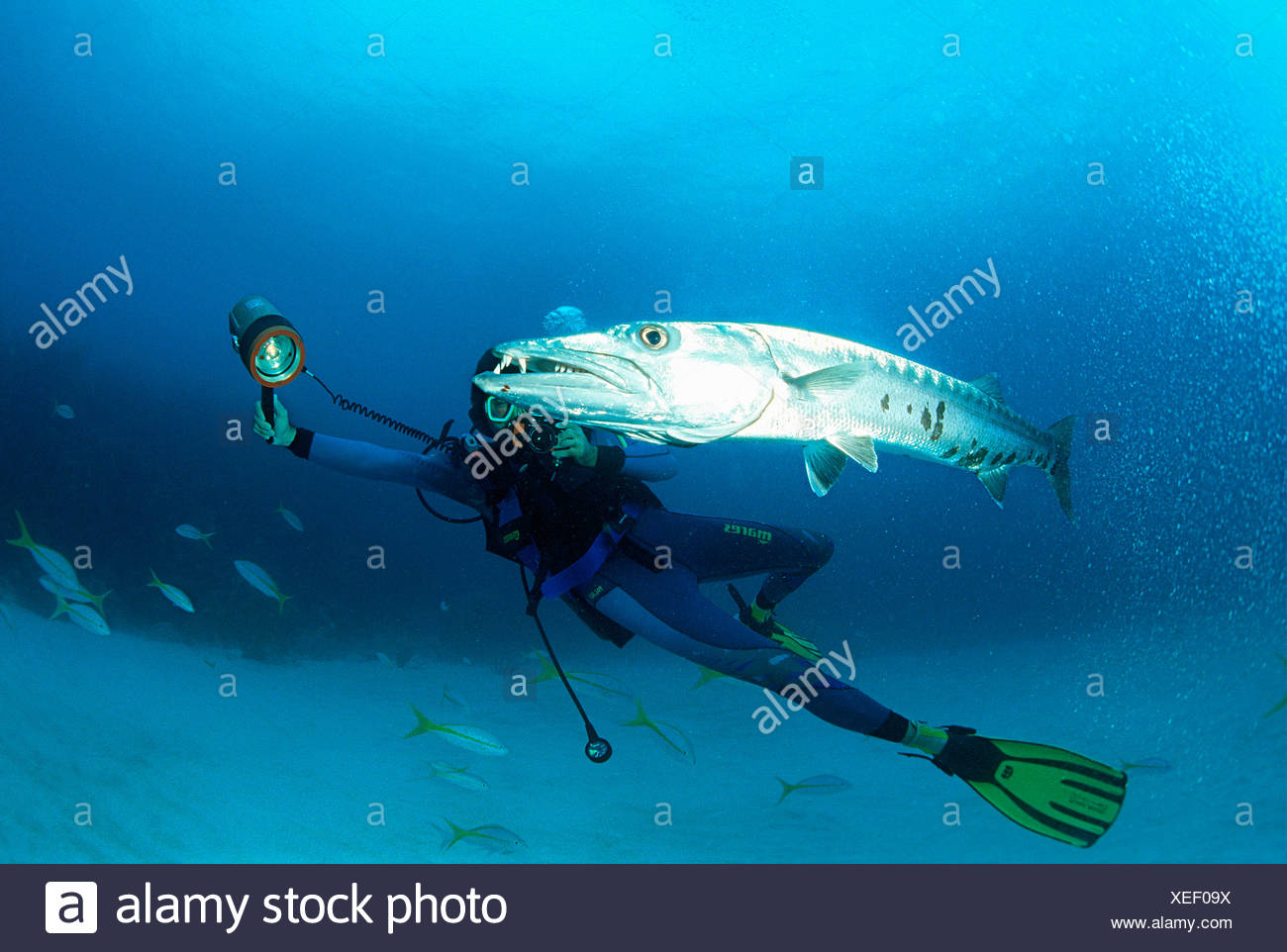 Great Barracudas High Resolution Stock Photography and Images - Alamy