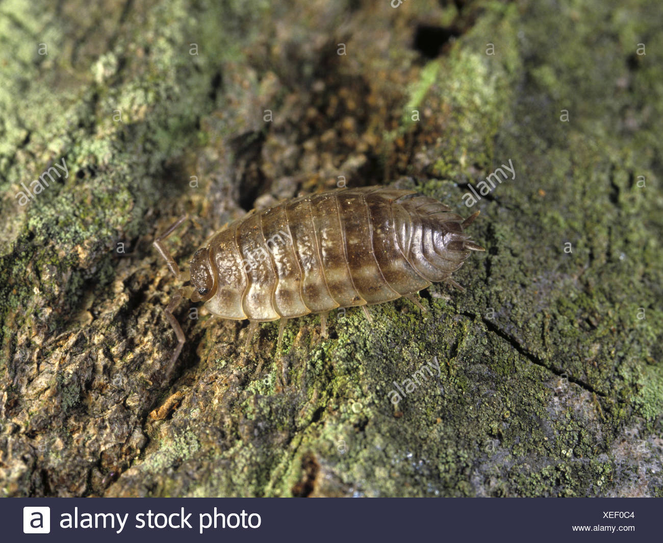 Wood Lice High Resolution Stock Photography and Images - Alamy