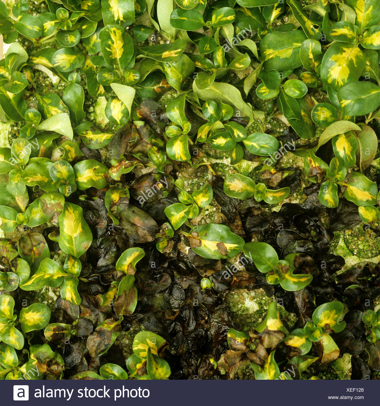 Pythium High Resolution Stock Photography and Images - Alamy