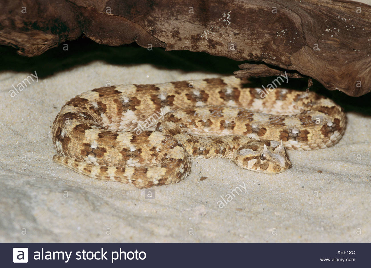 Horned Puff Adder High Resolution Stock Photography and Images - Alamy
