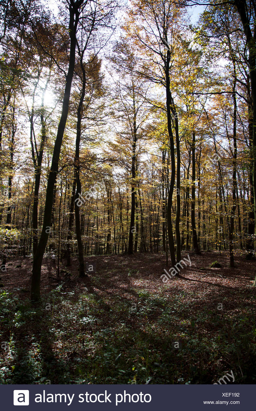 Beech Grove Stock Photos & Beech Grove Stock Images - Alamy