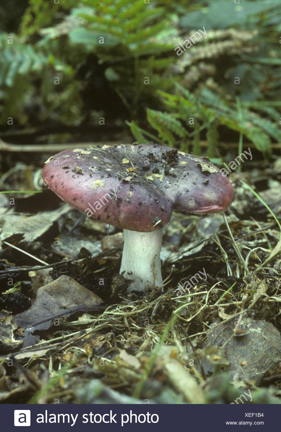 Brittlegill Fungi High Resolution Stock Photography and Images - Alamy