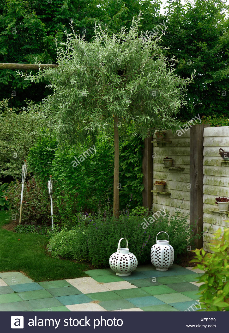 Pyrus Pendula High Resolution Stock Photography and Images - Alamy