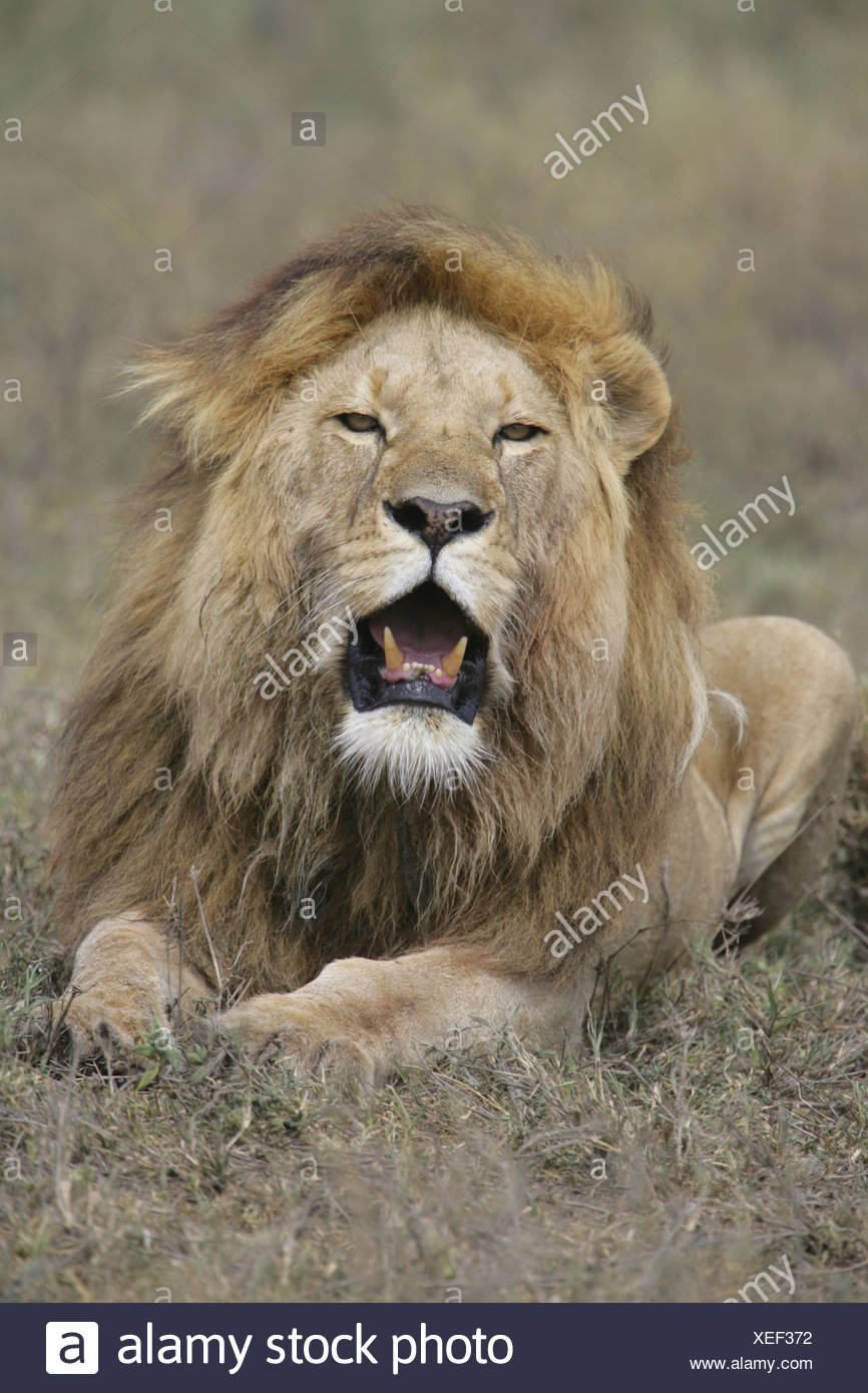 Lions Howling Stock Photos & Lions Howling Stock Images - Alamy