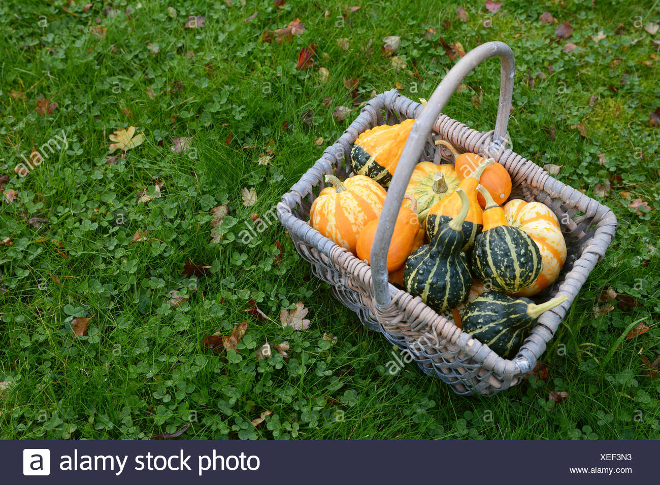 Bumpy Squash Stock Photos & Bumpy Squash Stock Images - Alamy