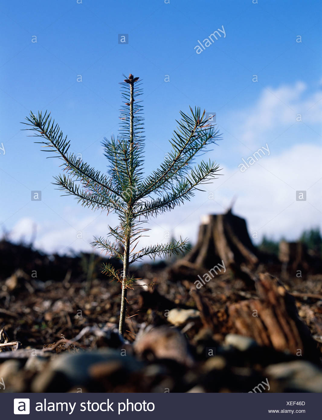 Douglas Fir Seedling High Resolution Stock Photography and Images - Alamy