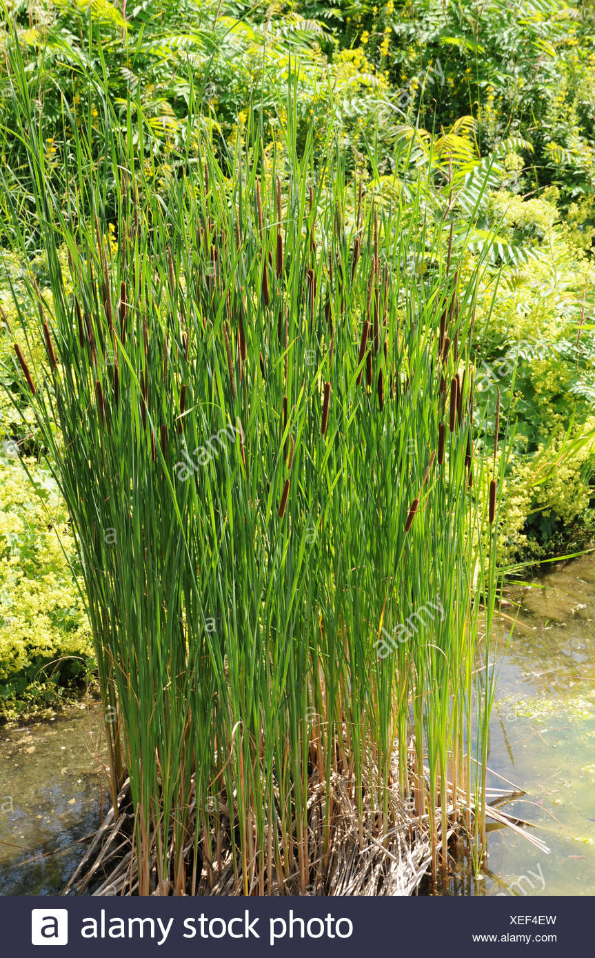 Bullrush High Resolution Stock Photography and Images - Alamy