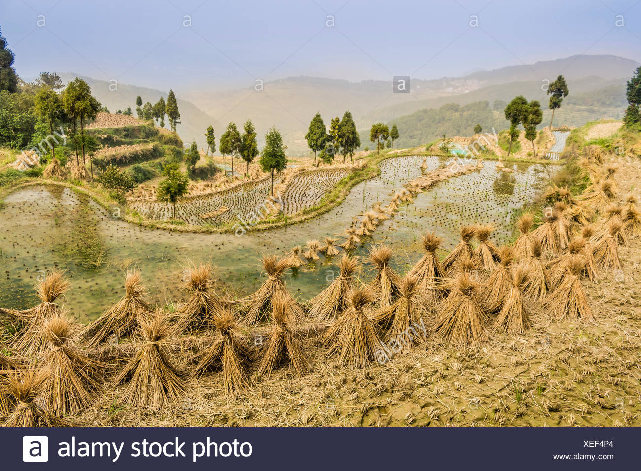 Harvested Rice Stock Photos & Harvested Rice Stock Images - Alamy