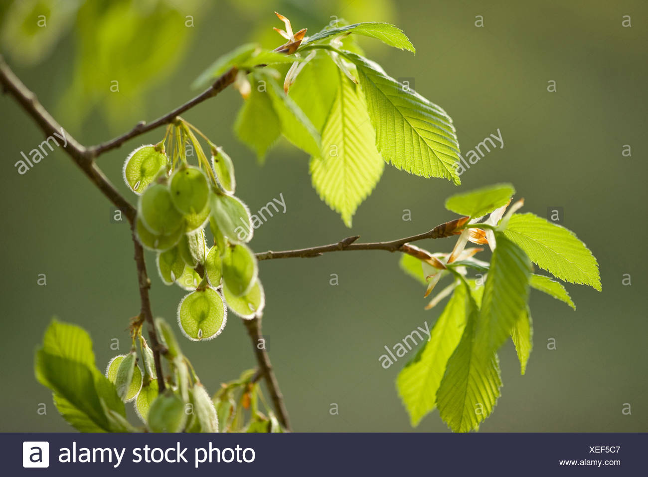 European White Elm High Resolution Stock Photography and Images - Alamy