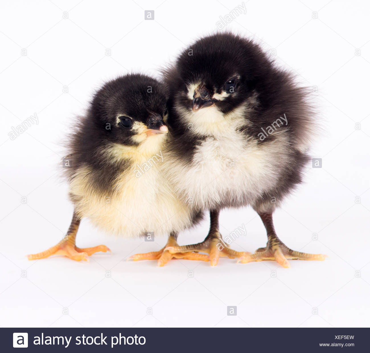 Australorp Chicken High Resolution Stock Photography and Images - Alamy
