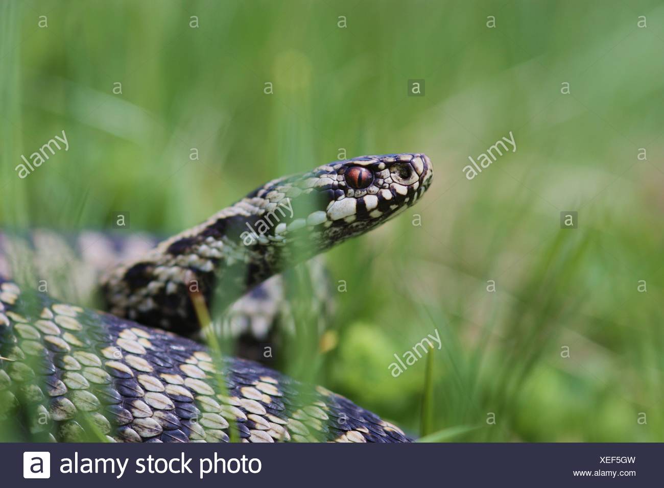 Schlangen Snakes High Resolution Stock Photography and Images - Alamy