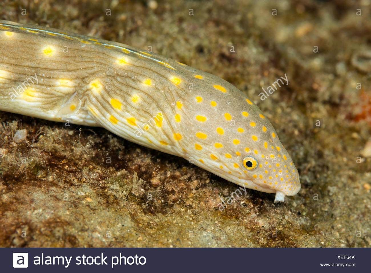 Yellow Spotted Eel Stock Photos & Yellow Spotted Eel Stock Images - Alamy
