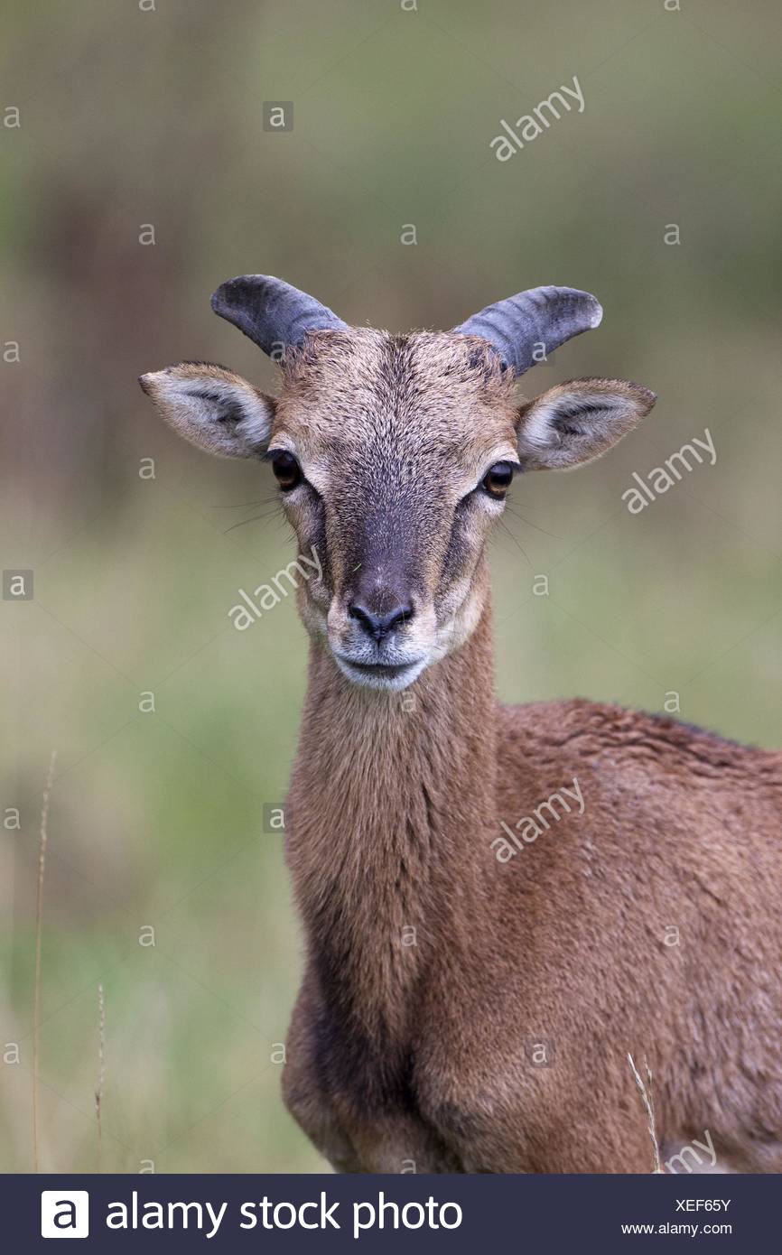 Argali Horns High Resolution Stock Photography and Images - Alamy