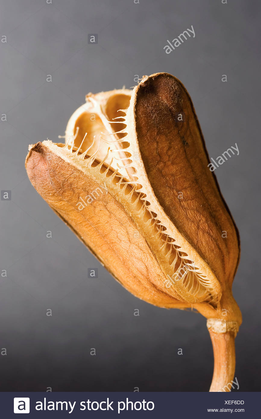 Giant Lily High Resolution Stock Photography and Images - Alamy