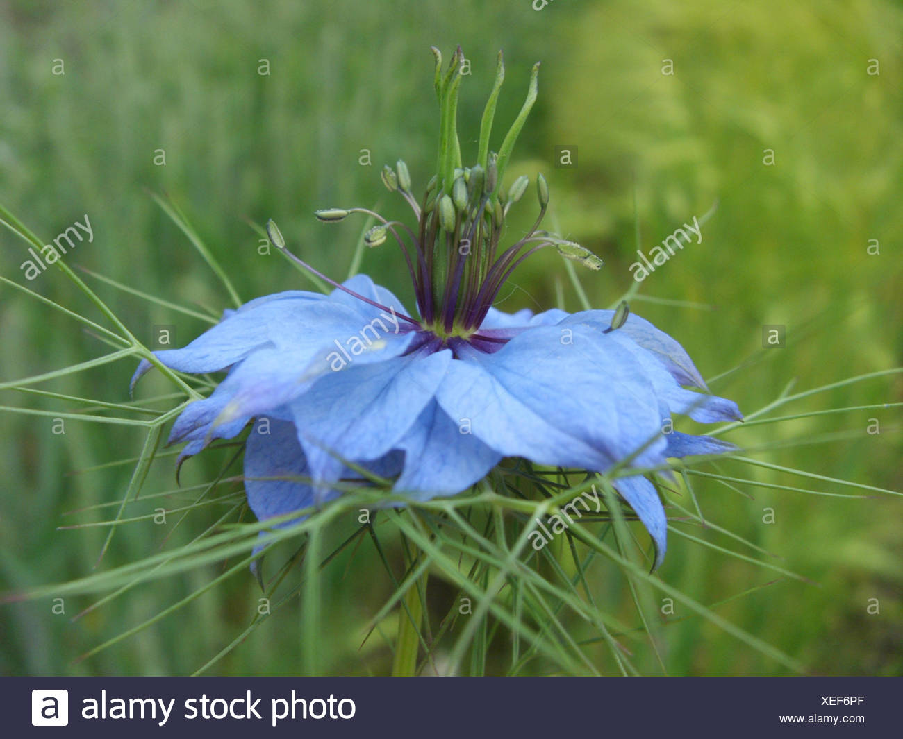 Blue Devil Flowers High Resolution Stock Photography and Images - Alamy