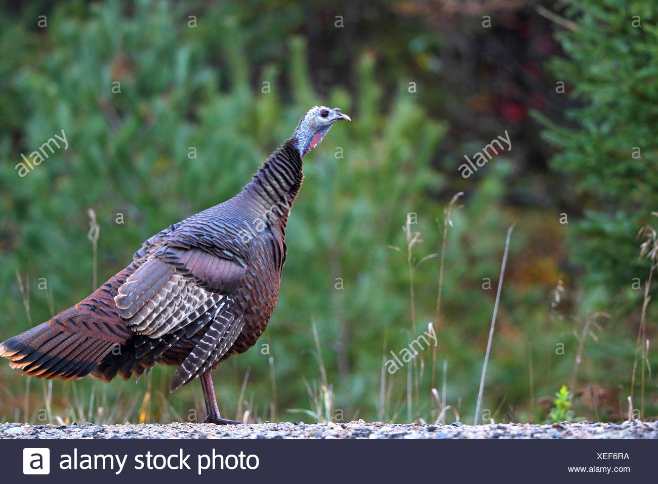 Wild Turkey Female Meleagris Gallopavo Stock Photos & Wild Turkey ...