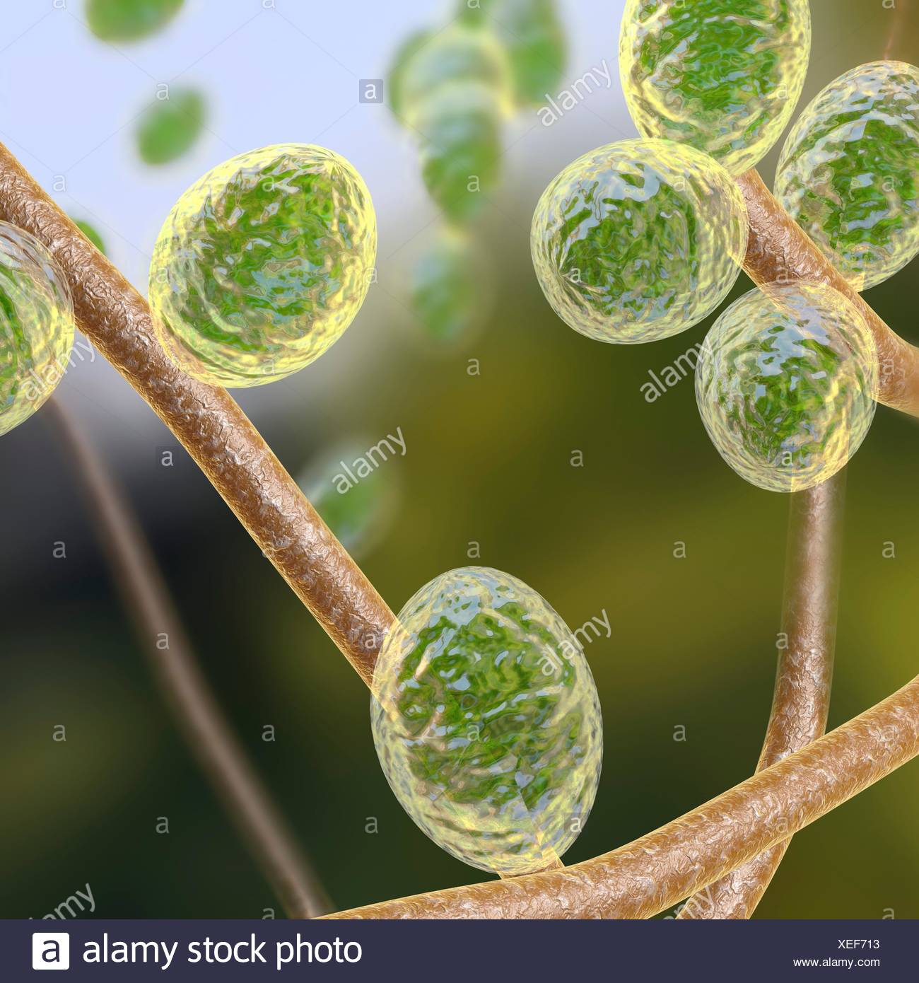 Athlete's Foot (tinea Pedis) High Resolution Stock Photography and ...