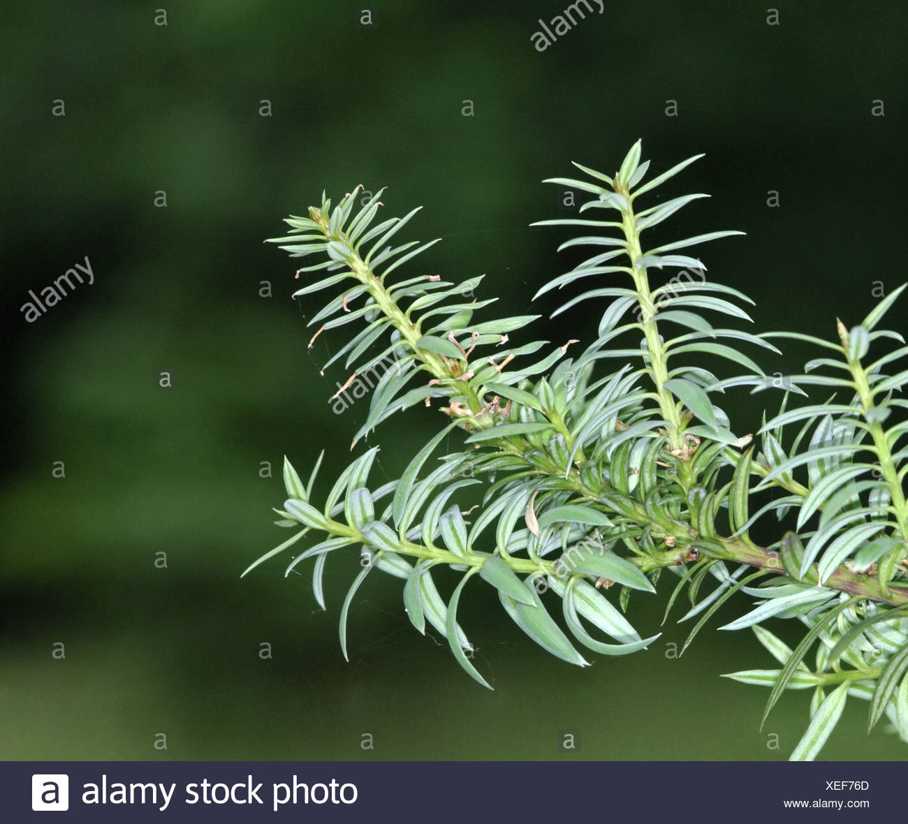 Podocarpus Totara High Resolution Stock Photography and Images - Alamy