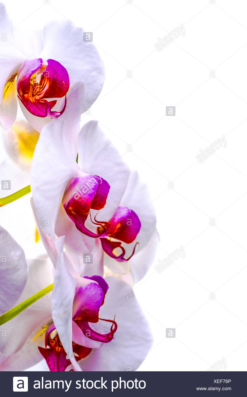 Flowers With Bilateral Symmetry Stock Photos & Flowers With Bilateral ...