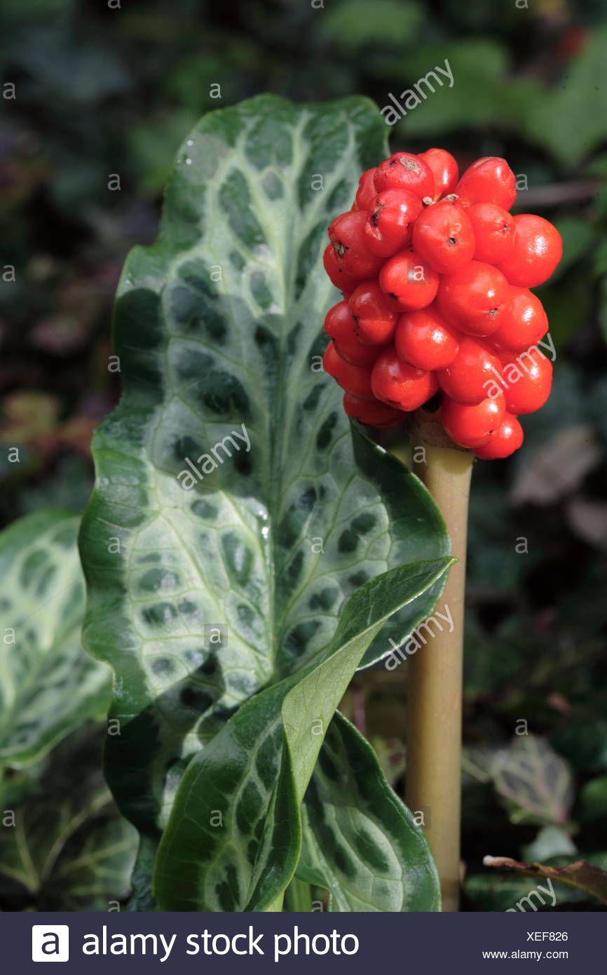 Common Arum High Resolution Stock Photography and Images - Alamy