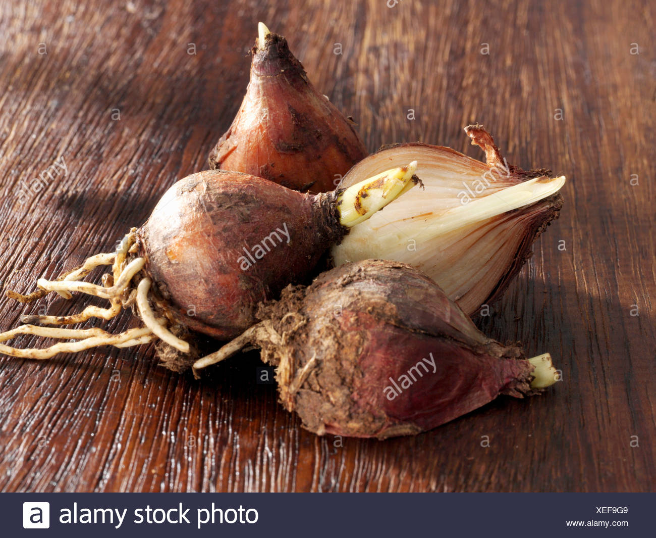 Wild Onions Stock Photos & Wild Onions Stock Images - Alamy