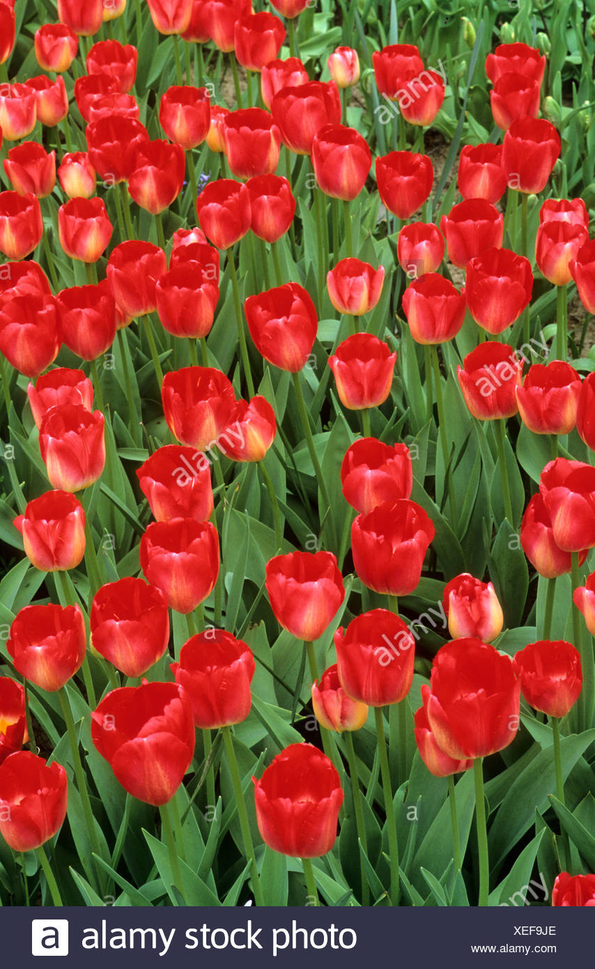 Judith Leyster High Resolution Stock Photography and Images - Alamy