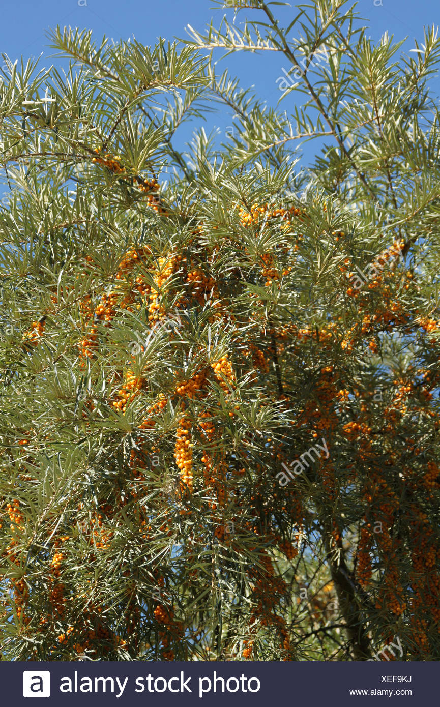 Buckthorn Shrub Stock Photos & Buckthorn Shrub Stock Images - Alamy