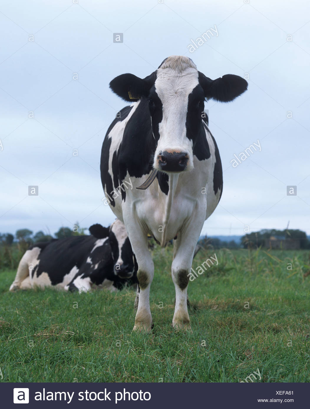Holstein Cow High Resolution Stock Photography and Images - Alamy