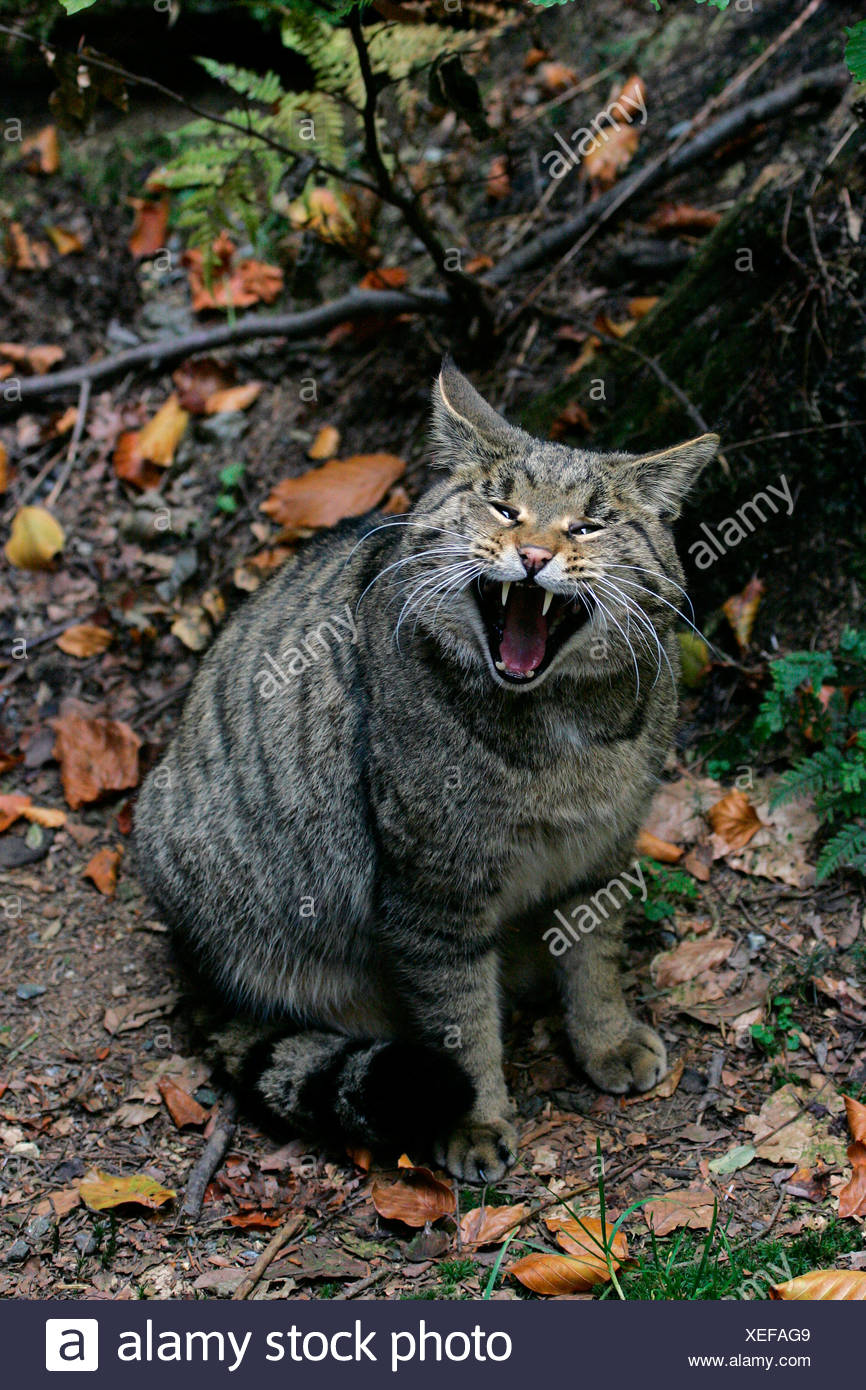 Hissing Cat Stock Photos & Hissing Cat Stock Images - Alamy