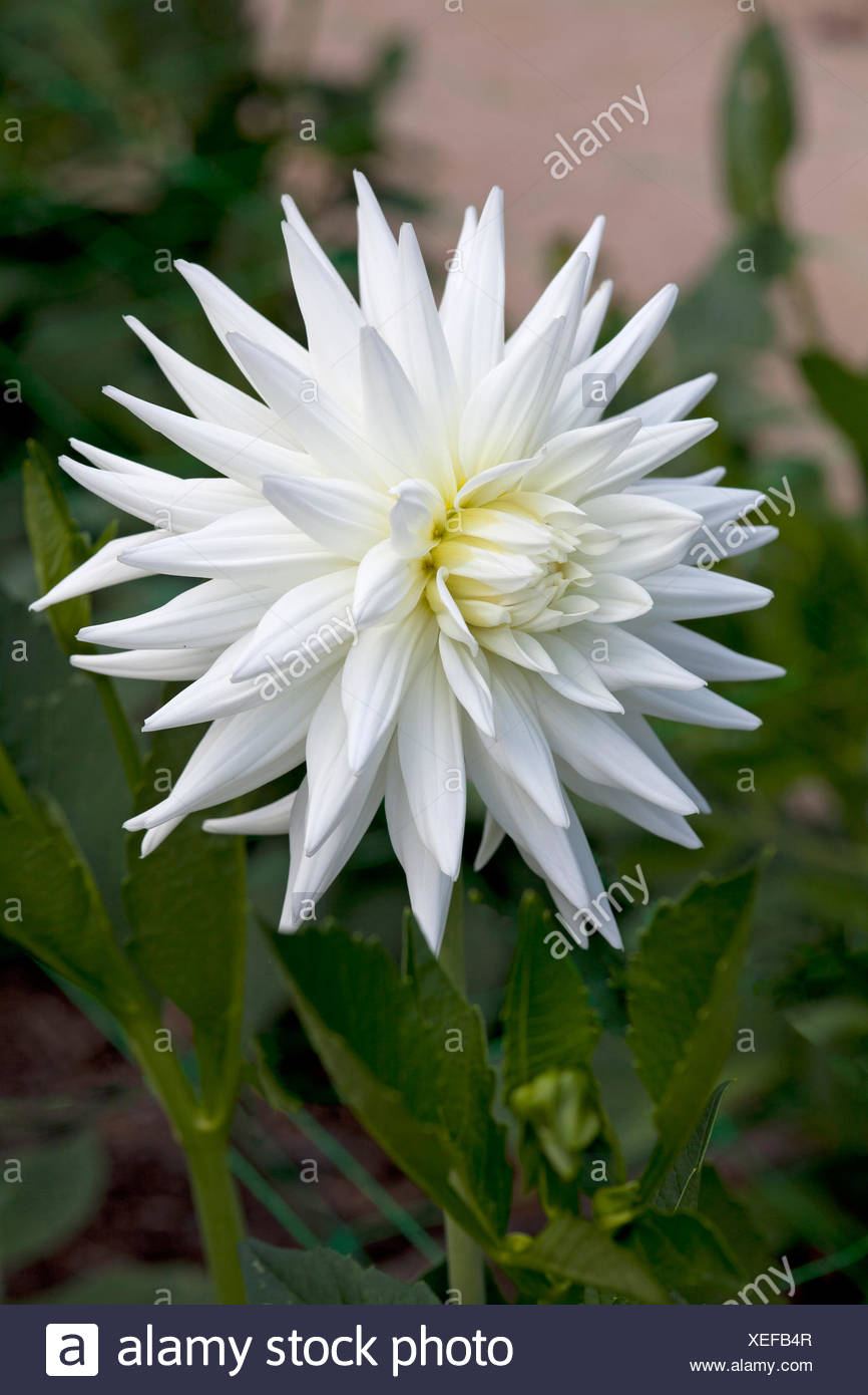 Ice Princess Stock Photos & Ice Princess Stock Images - Alamy
