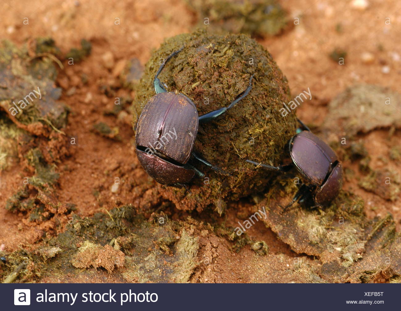 Dung Beetles Geotrupidae Stock Photos & Dung Beetles Geotrupidae Stock ...