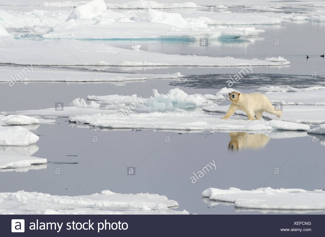 Blood Stained High Resolution Stock Photography and Images - Alamy